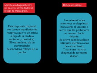 Reflejos postulares y locomotores | PPTX
