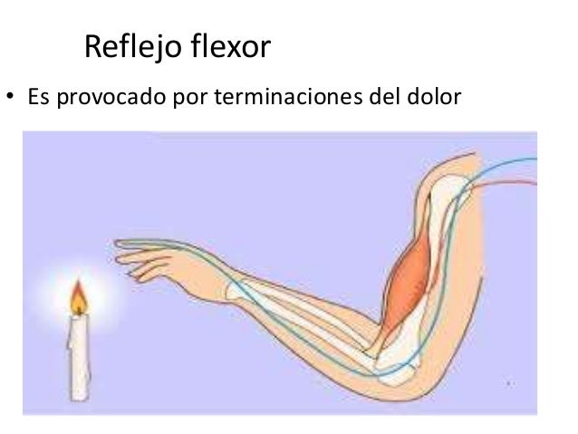 Reflejos que se integran en la medula espinal