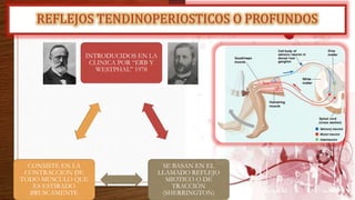Reflejos tendinoperiósticos o profundos | PPTX