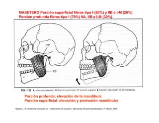 Reflejos y movimientos masticatorios | PDF