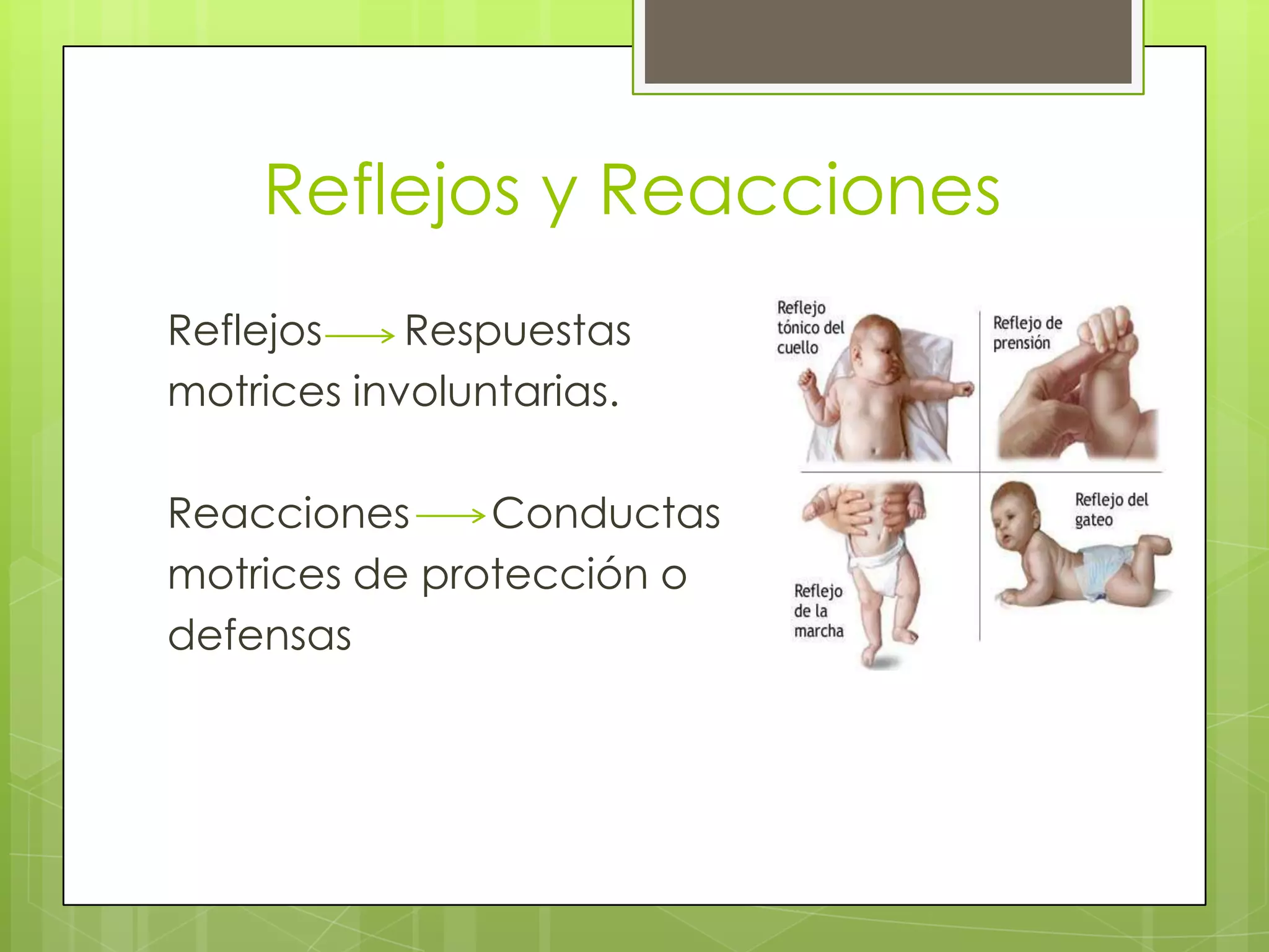 Reflejos y reacciones | PPTX