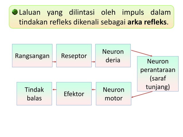 Refleks | PPT