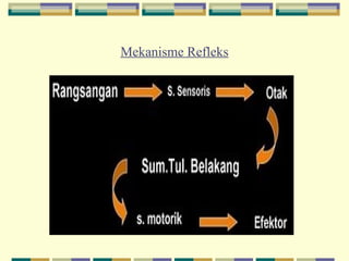 PERISTIWA REFLEKS, GERAKAN PADA MANUSIA.ppt