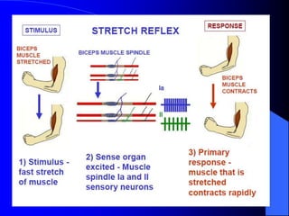 Bicep Reflex