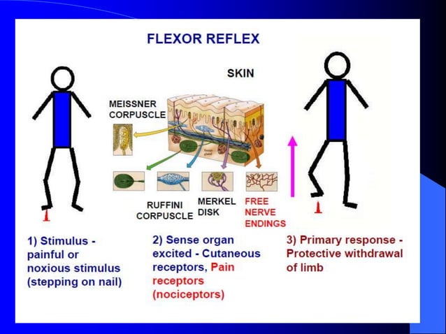 Reflex
