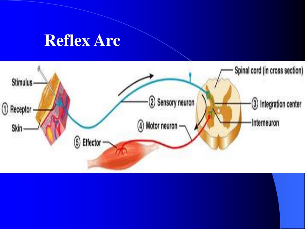 Reflex