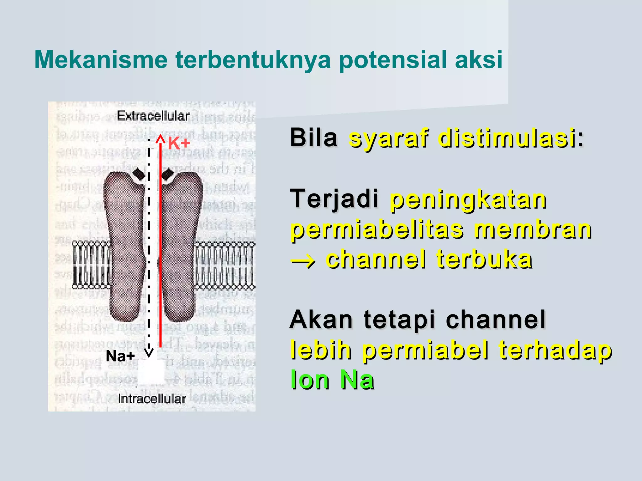 Reflex dan-neuromuscular-junction | PPT