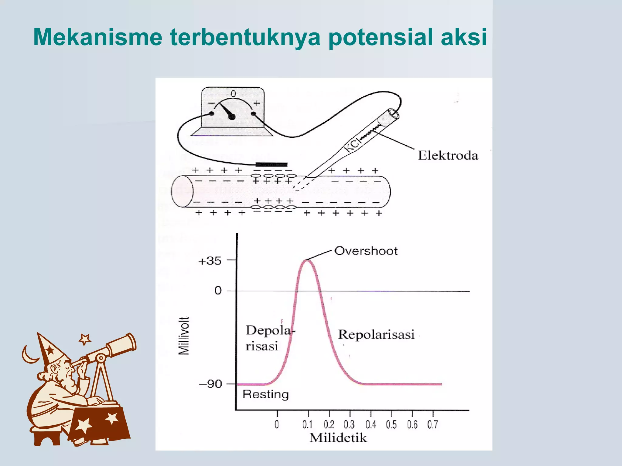 Reflex dan-neuromuscular-junction | PPT