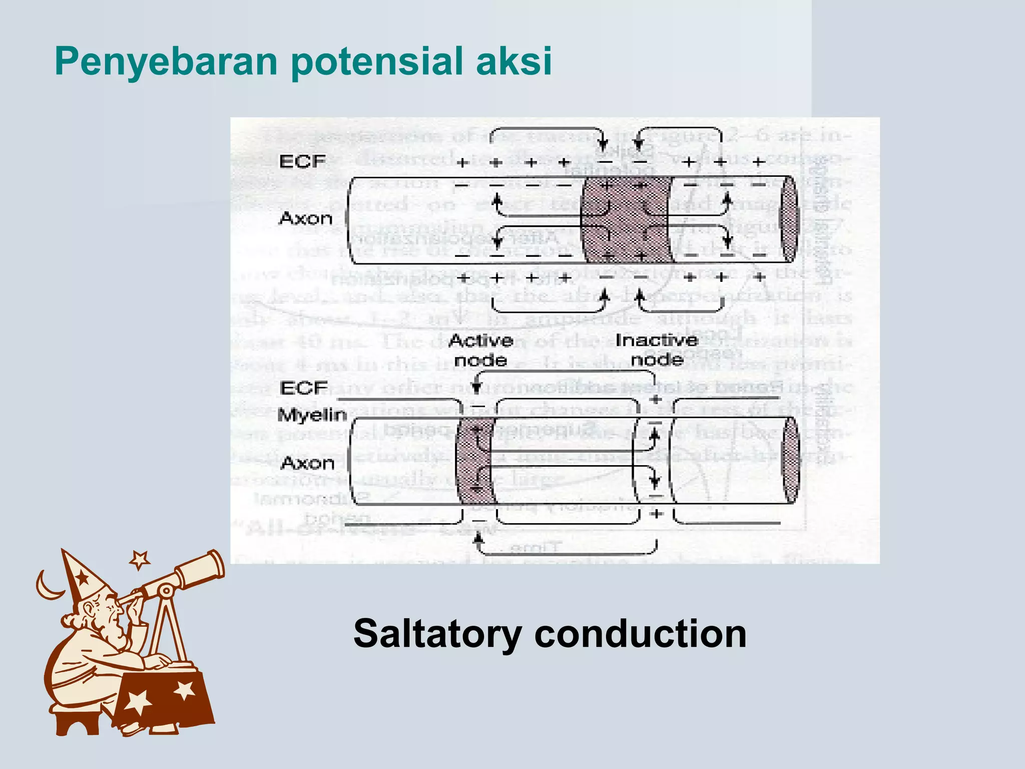 Reflex dan-neuromuscular-junction | PPT
