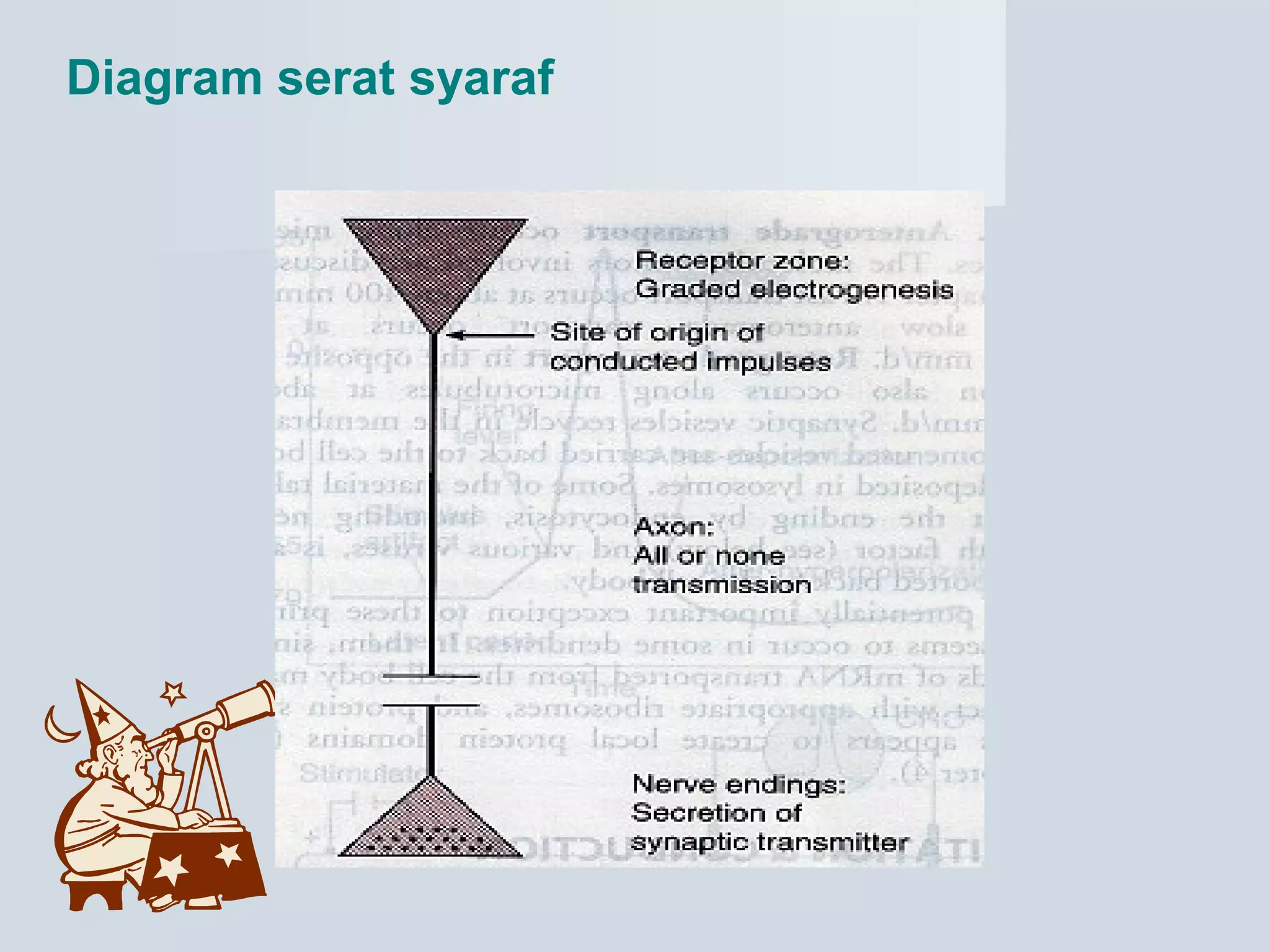 Reflex dan-neuromuscular-junction | PPT