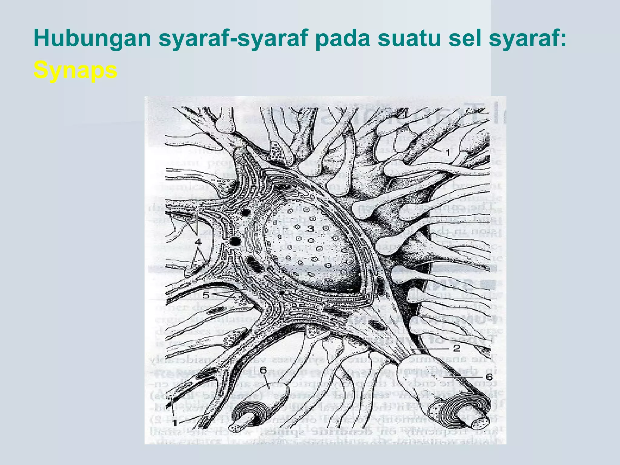 Reflex dan-neuromuscular-junction | PPT