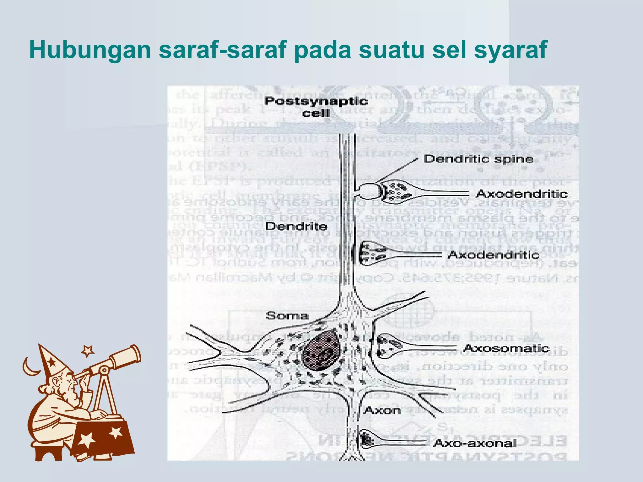 Reflex dan-neuromuscular-junction | PPT