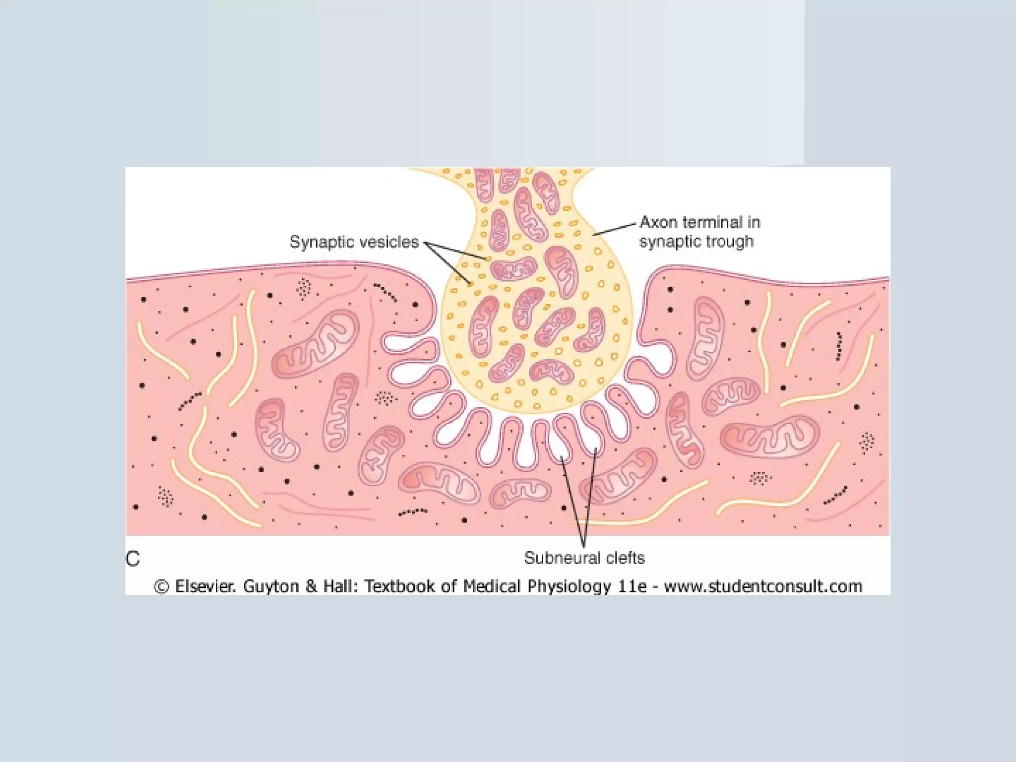Reflex dan-neuromuscular-junction | PPT