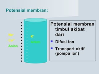 Reflex dan-neuromuscular-junction | PPT