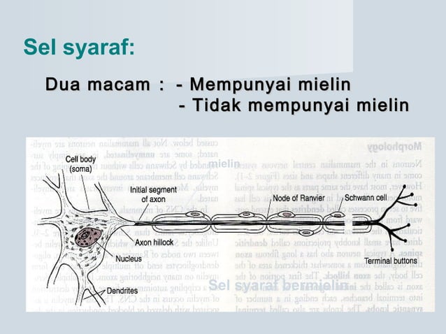 Reflex dan-neuromuscular-junction | PPT