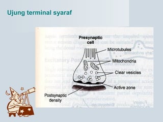 Reflex dan-neuromuscular-junction | PPT