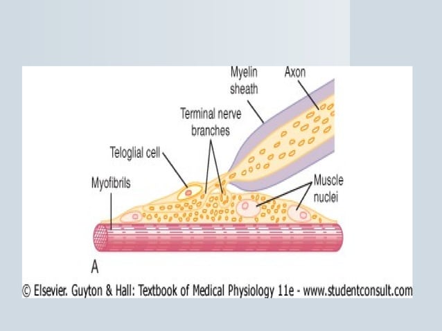 Reflex dan-neuromuscular-junction | PPT