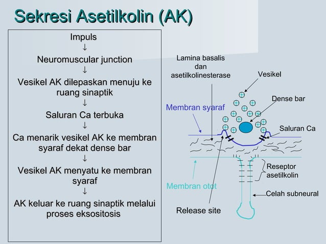 Reflex dan-neuromuscular-junction | PPT