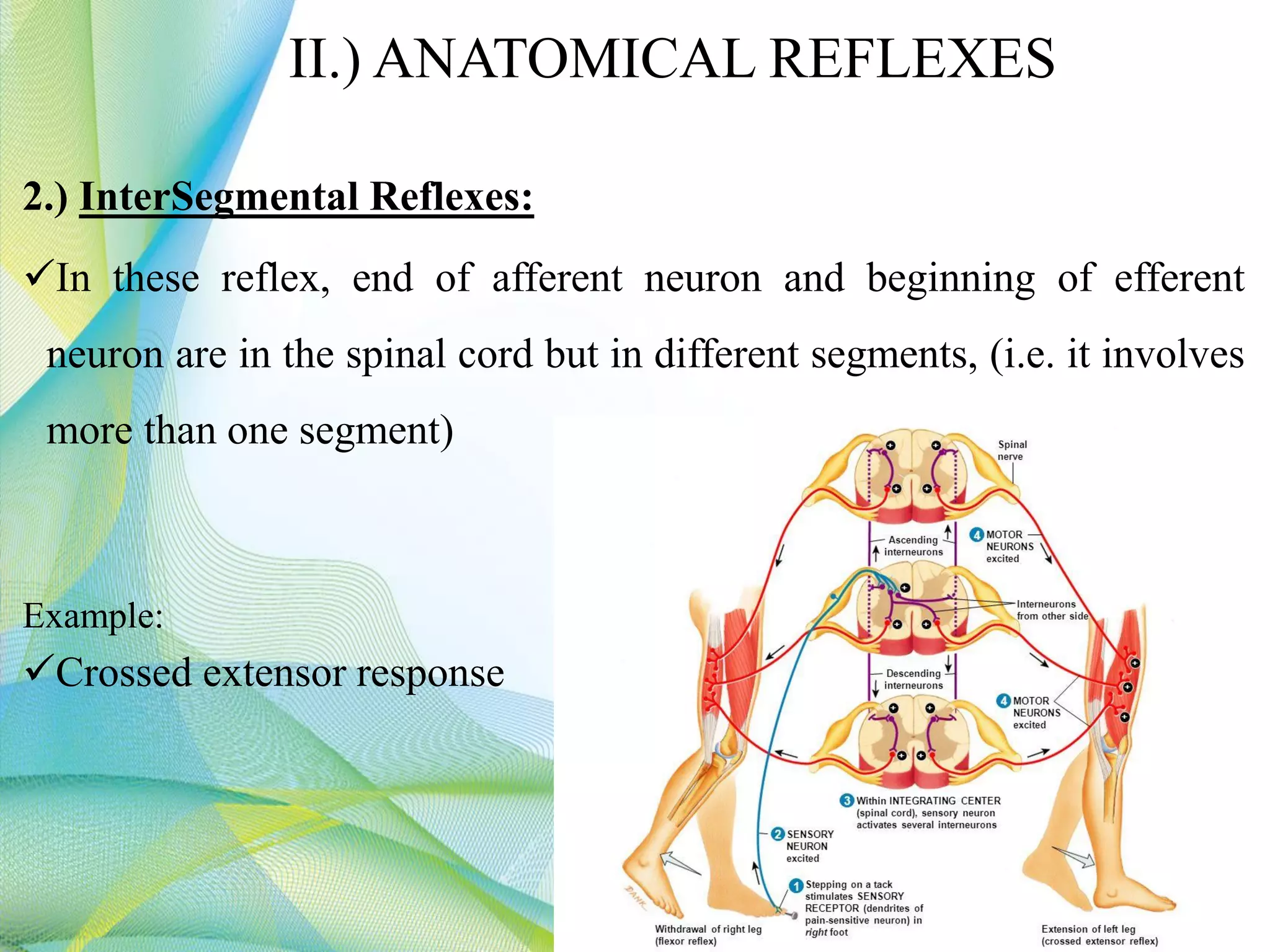 Reflex action | PDF