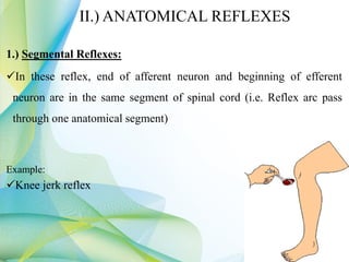 Reflex action | PDF