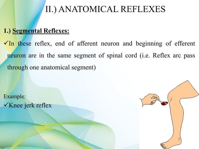 Reflex action | PDF | Computer Peripherals | Computing