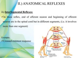 Reflex action | PDF