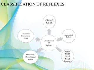 Reflex action | PDF