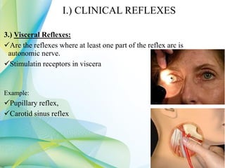 Reflex action | PDF