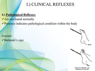 Reflex action | PDF