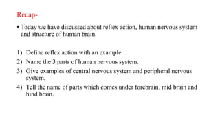 Reflex action, Nervous system and human brain .pptx