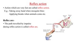 Reflex action, Nervous system and human brain .pptx