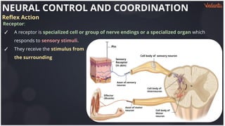 Reflex+action+and+reflex+arc.pdf