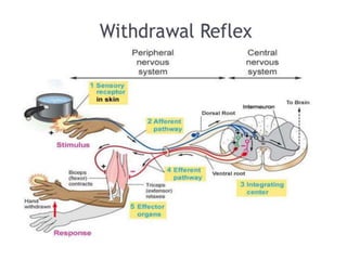 Reflex action and reflexes.pptx