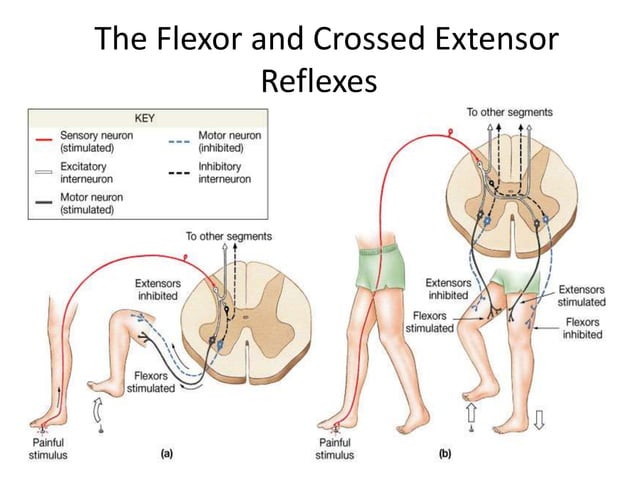 Reflex action and reflexes.pptx
