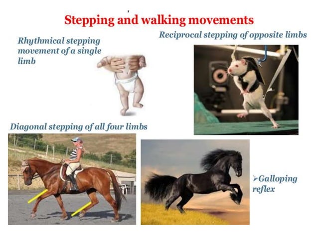 Reflex action and reflexes.pptx