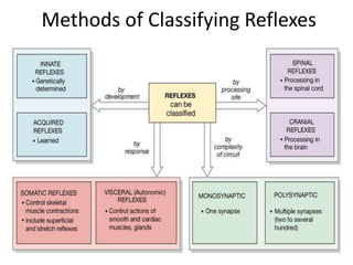 Reflex action and reflexes.pptx