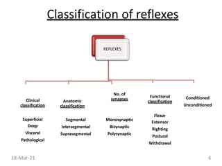 Reflex action and types, Nervous system, Anatomy and Physiology | PPTX