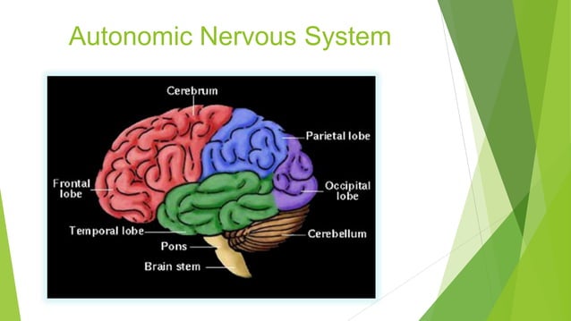 REFLEX ACTION & AUTONOMIC NERVOUS SYSTEM.pptx