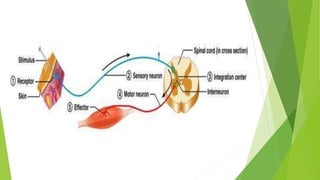 REFLEX ACTION & AUTONOMIC NERVOUS SYSTEM.pptx