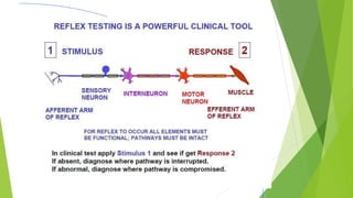 REFLEX ACTION & AUTONOMIC NERVOUS SYSTEM.pptx