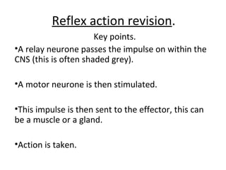 Reflex Action Revision | PPT