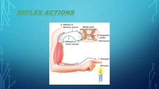 Reflex Actions.pptx