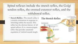 Reflex arc(Neurology) | PPTX