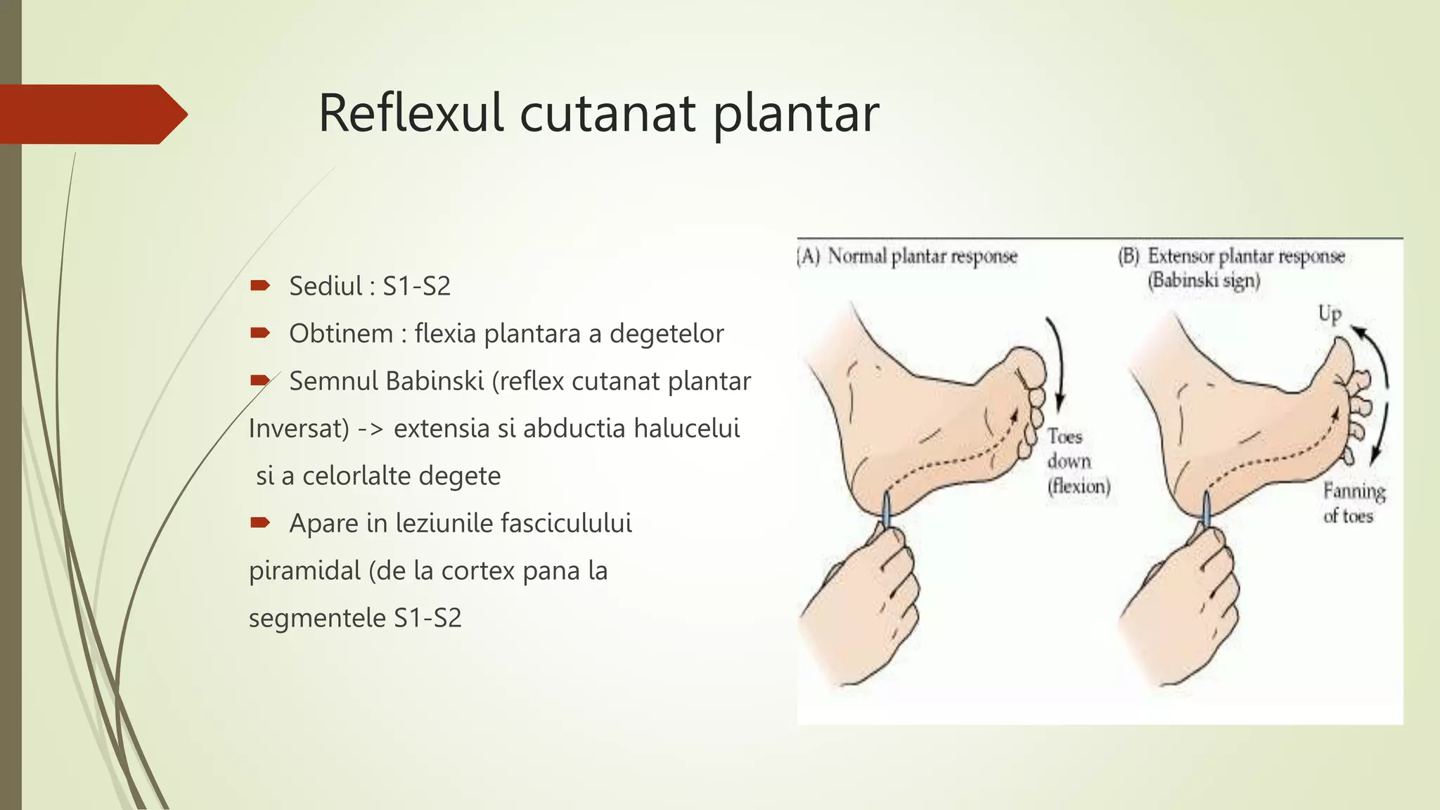 Reflexele osteotendinoase.pptx