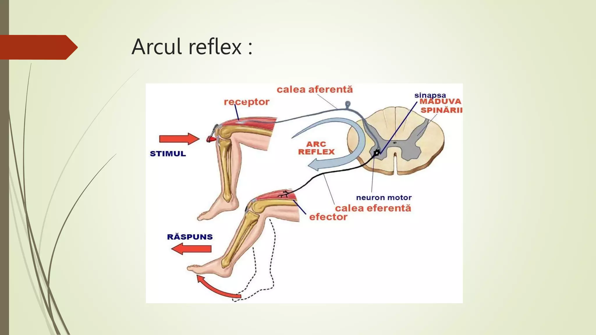Reflexele osteotendinoase.pptx