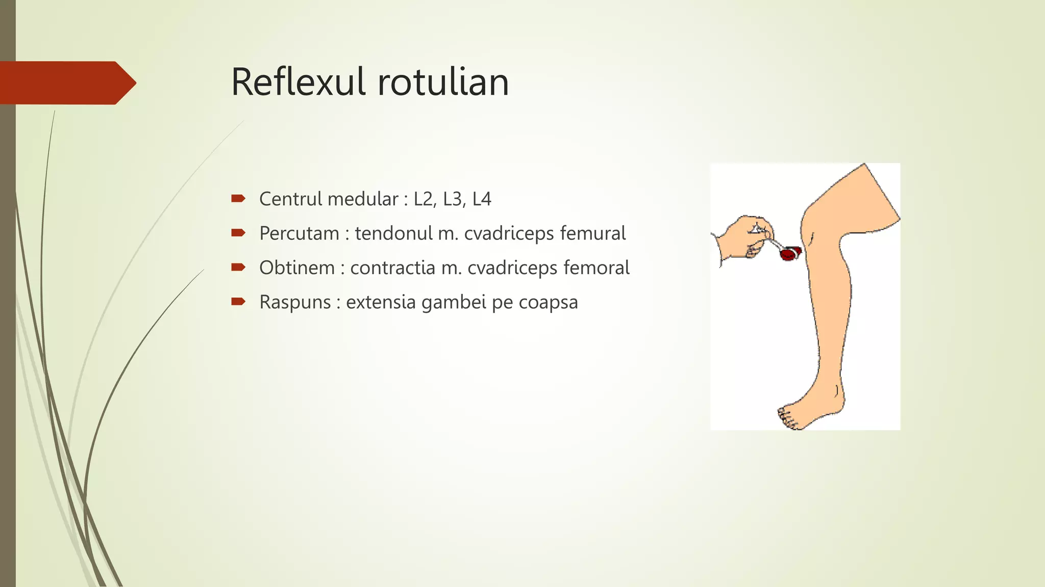Reflexele osteotendinoase.pptx