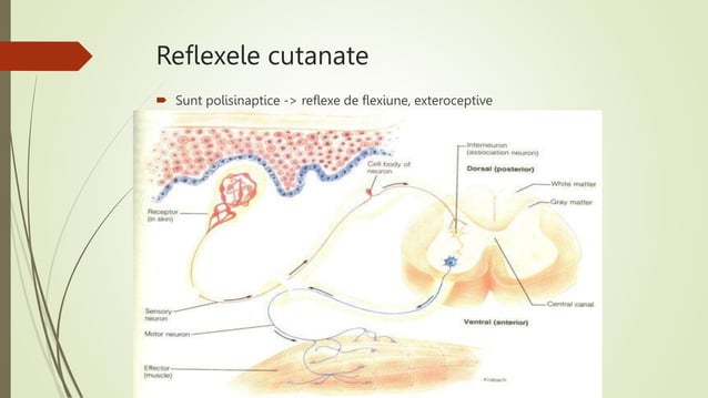 Reflexele osteotendinoase.pptx