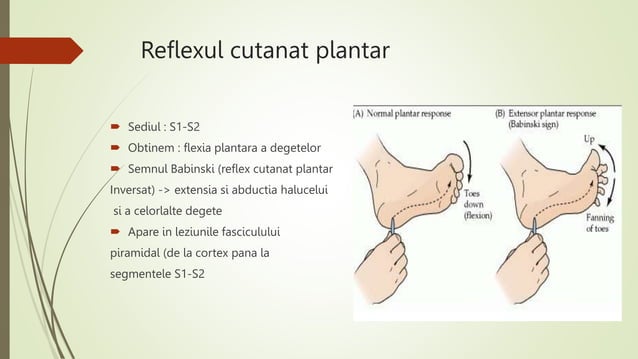 Reflexele osteotendinoase.pptx