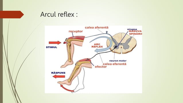 Reflexele osteotendinoase.pptx