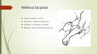 Reflexele osteotendinoase.pptx